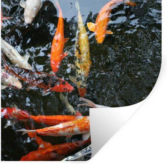 Muurstickers - Sticker Folie - Een grote groep koi karpers - 50x50 cm - Plakfolie -... | bol