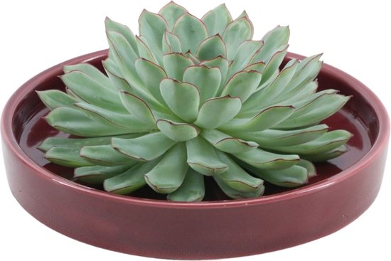 Echte Succulent groen in rode keramiek schaal - Ø12-14 cm - 5 cm - 1x ...