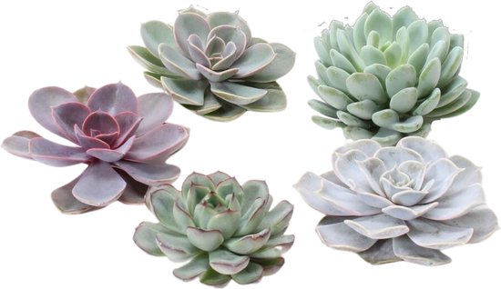 Echte succulenten medium mix 5 stuks - Echeveria mini's Ø7-10 cm ...