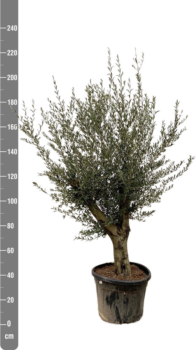 Olijfboom Olea Europaea Lorc XXL inclusief pot Eggy wit - 225 cm | bol.com