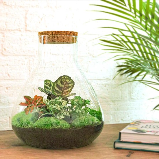 DIY terrarium - Sam XL Rood - ↑ 35 cm | bol.com