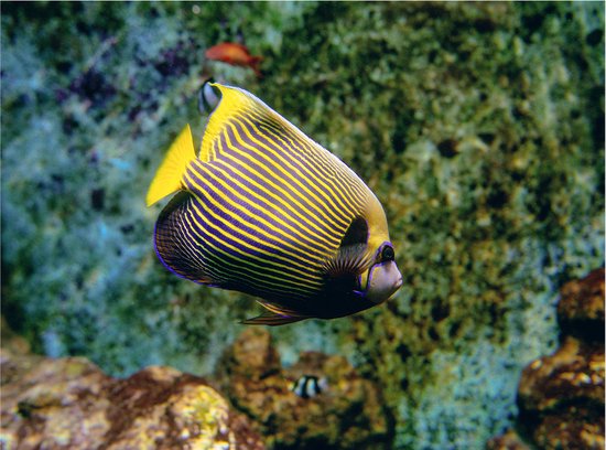 Inductieplaat Beschermer - Geel met Blauw Gestreepte Keizersvis ...