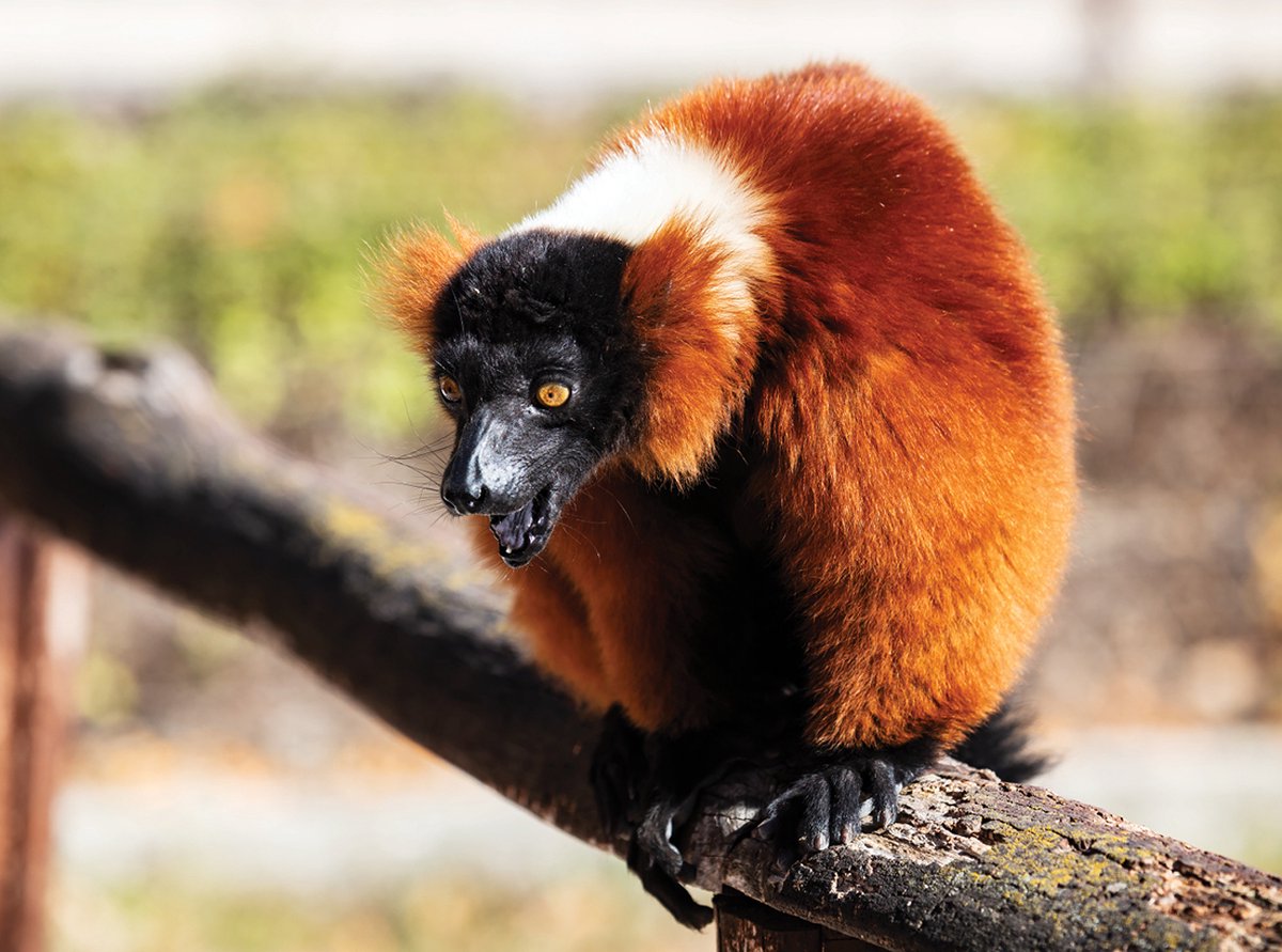 Inductieplaat Beschermer - Verbaasde Rode Ruffed Maki Aap zittend op ...