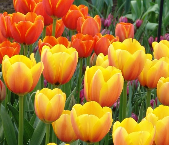 Tulp World Peace | 60 stuks | Darwinhybride | Geel | Rood | bol