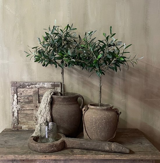 Olijf boompje in pot | bol.com