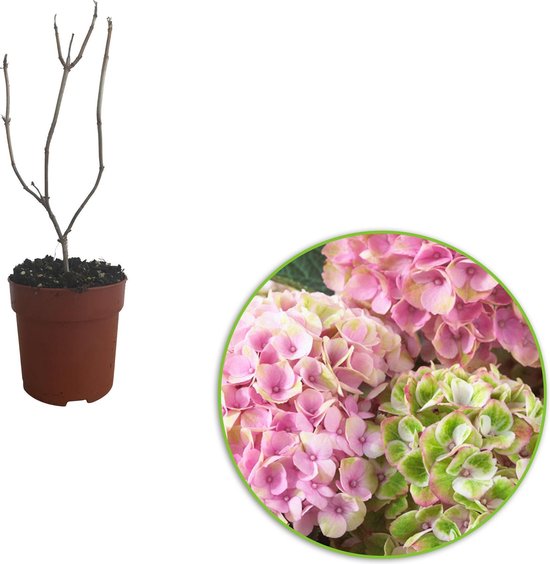 Hydrangea Magical 'Revolution Pink' - Hortensia roze - Struik - ↑ 25 ...