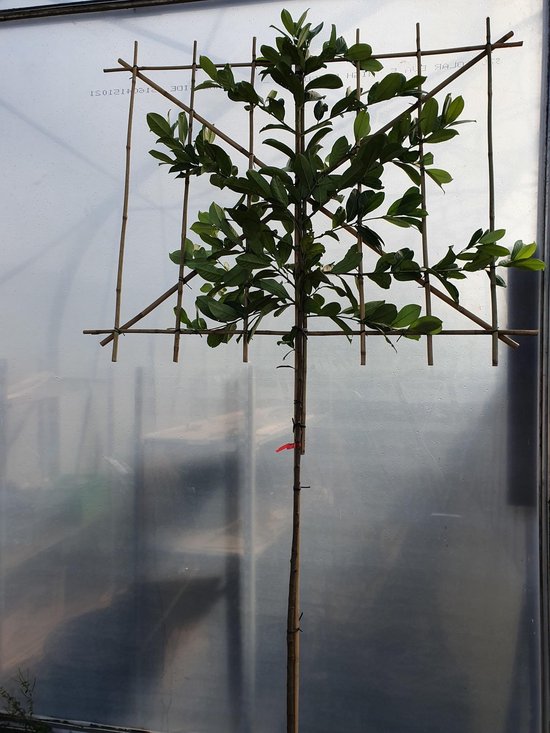 Leilaurier | Leilaurierkers | Stamomtrek: 8-10 cm | Stamhoogte: 120 cm ...