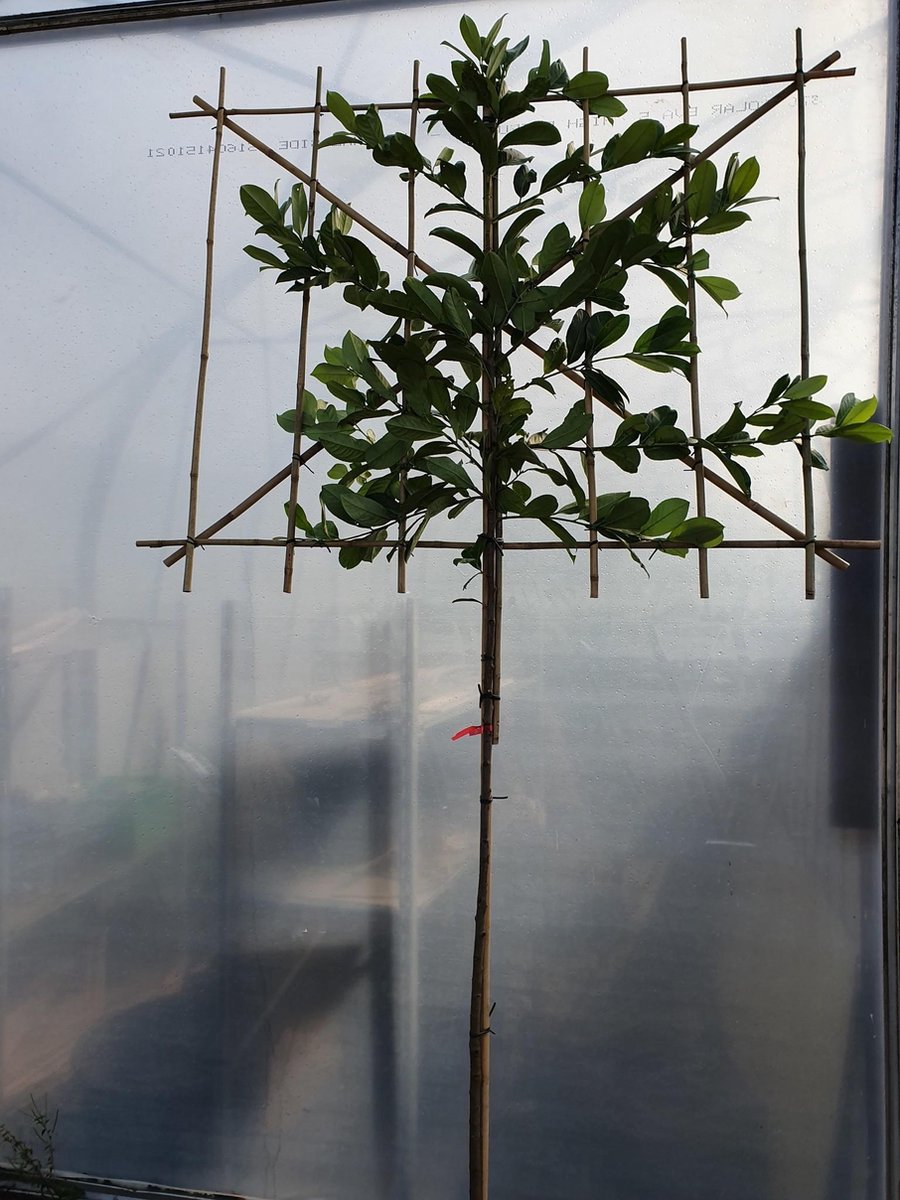 Leilaurier | Leilaurierkers | Stamomtrek: 8-10 cm | Stamhoogte: 120 cm ...