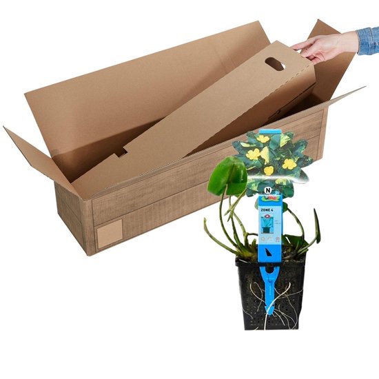 Nuphar Lutea - Gele plomp - ↑ 25-30cm - Ø 11cm | bol.com