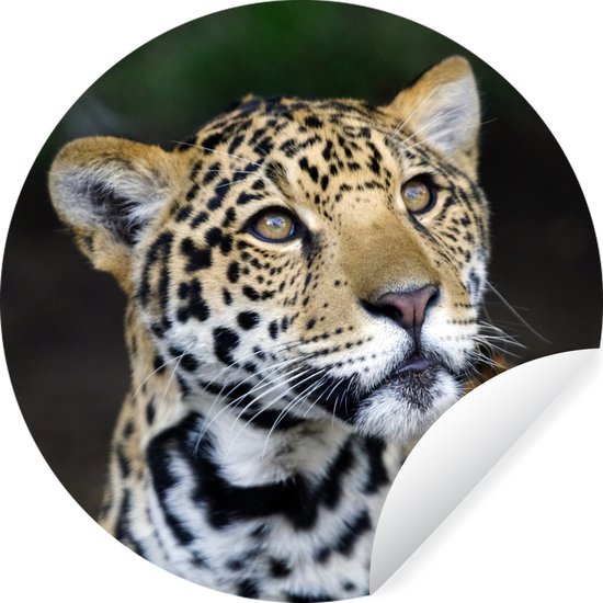 WallCircle - Muurstickers - Behangcirkel - Luipaard - Kop - Bos - ⌀ 120 cm -... | bol
