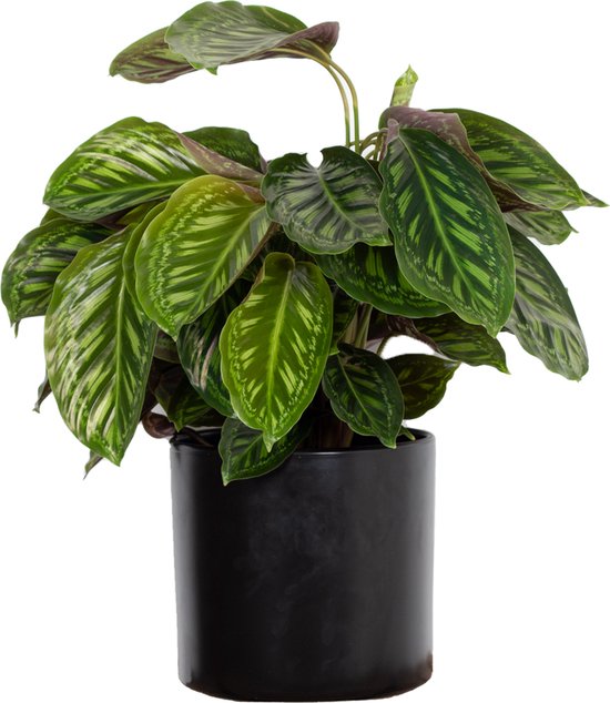 Kamerplant van Botanicly – Marantaceae in zwart pot als set – Hoogte ...