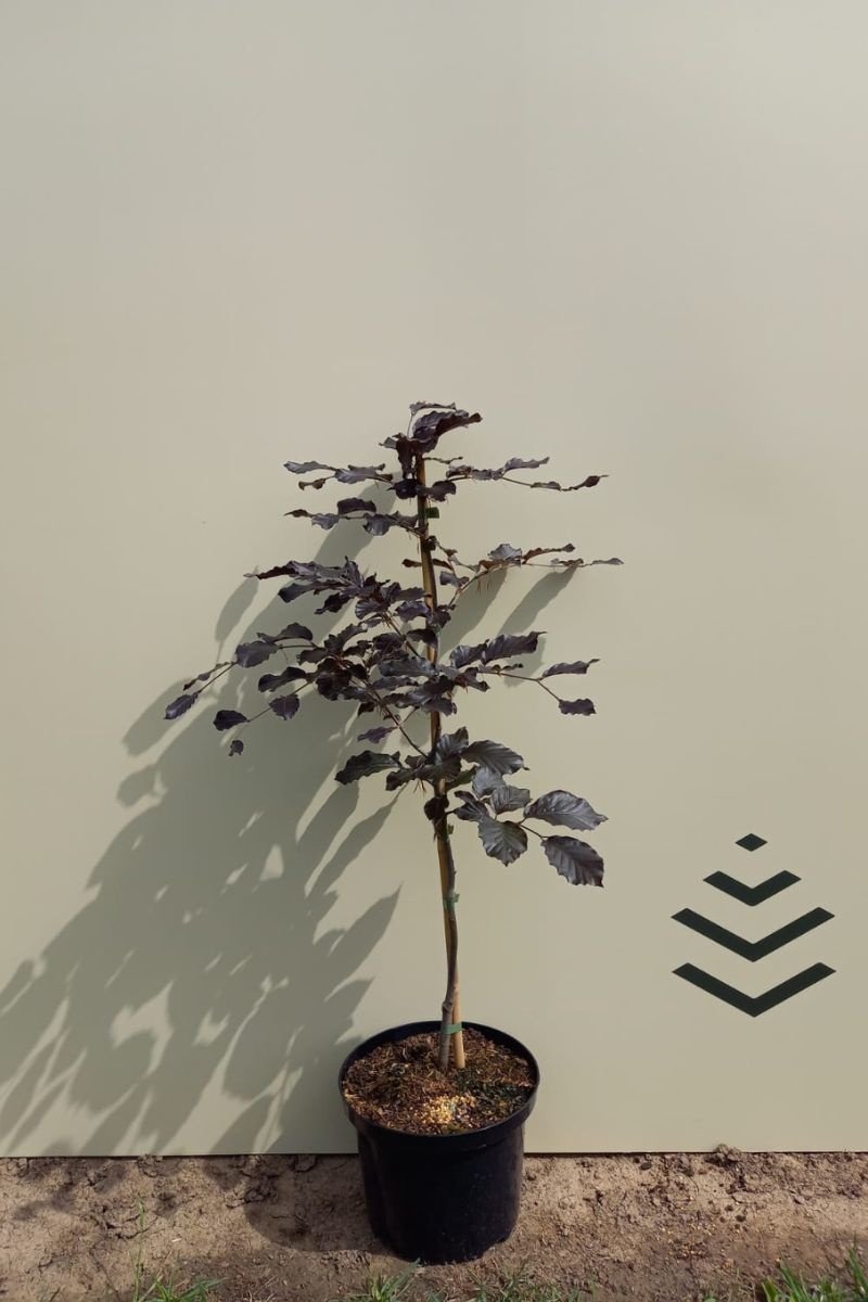 Jonge Rode beukenboom | Fagus sylvatica 'Atropunicea' | 100-150cm ...