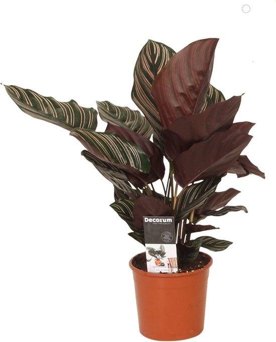 Goed & Groen - Calathea Ornata Sanderiana - ↨ 40cm - Potmaat 14 ...