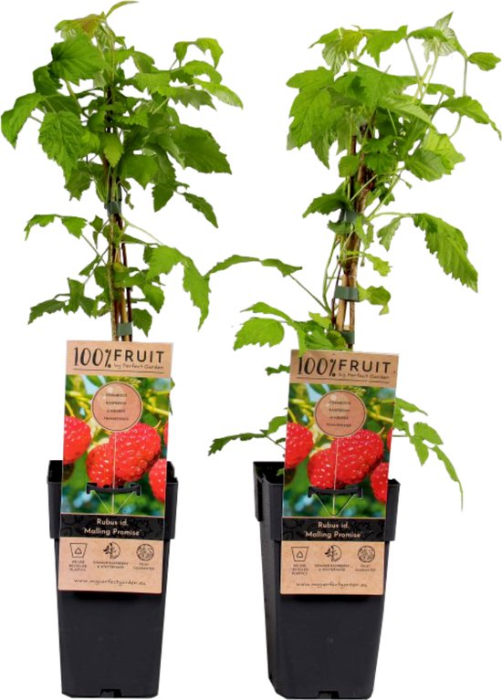Plant in a Box - Rubus idaeus 'Malling Promise' - Set van 2 - Framboos ...