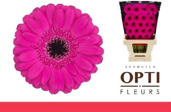 DutchFlowers - Boeket - 20x Germini anna 70cm | bol