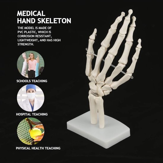 Levensgroot Hand Skelet Model voor Medische Anatomie en Studie | bol