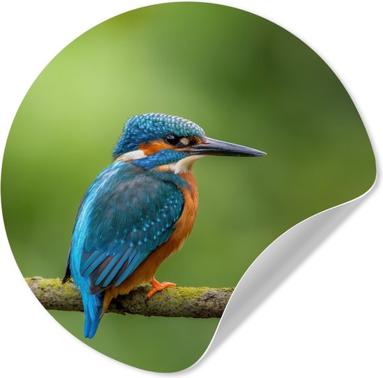 WallCircle - Behangcirkel - IJsvogel - Tak - Mos - Vogel - Zelfklevend behang -... | bol