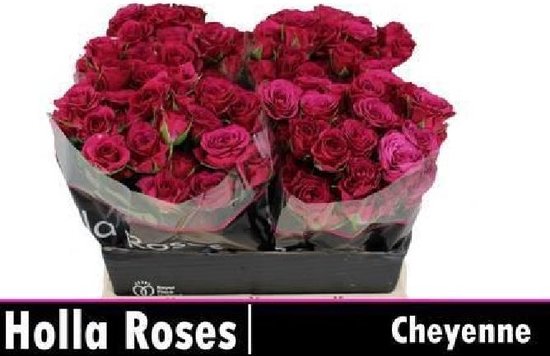 DutchFlowers - Boeket - 10x Rosa cheyenne 40cm | bol