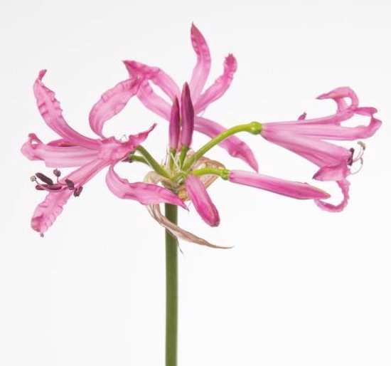 DutchFlowers - Boeket - 10x Nerine ras van roon 70cm | bol