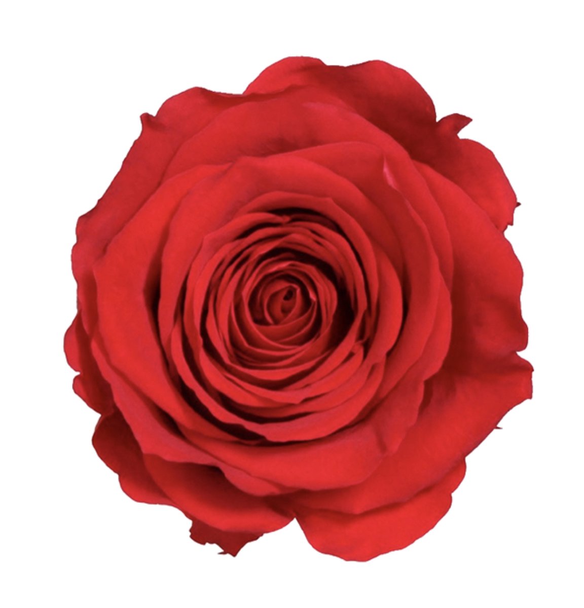 Moederdag tip - Roos op steel 30cm - minimaal 2 jaar lang - Longlife ...