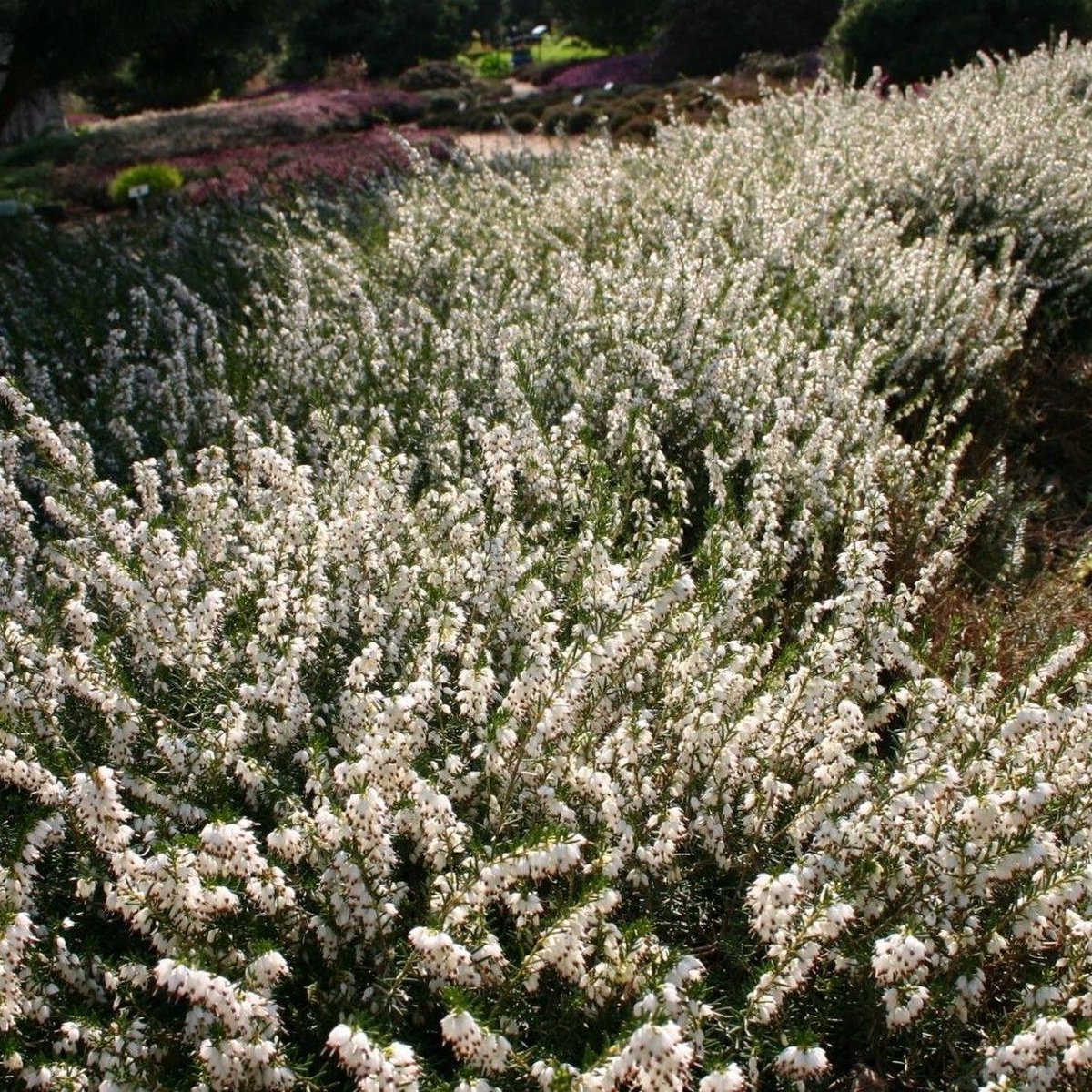 34 x Witte Winterheide - Wintergroene Tuinplant - Erica darleyensis ...