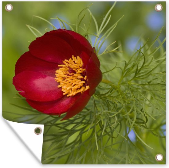 Tuindoek De rode pioenroos met een groene achtergrond - 100x100 cm | bol