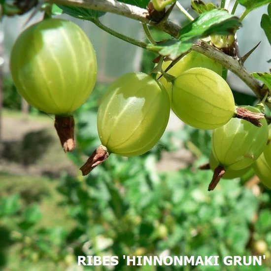 'SNOEPHAAG' 10 STRUIKEN OM VAN TE SNOEPEN | bol