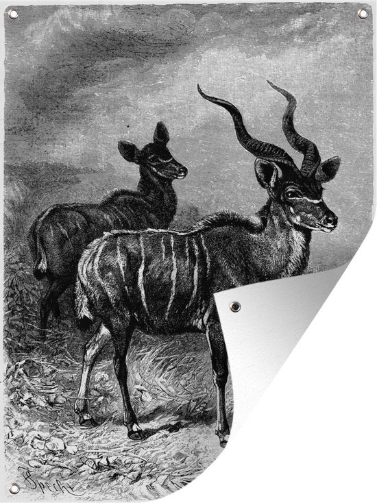 Muurdecoratie buiten vintage tekening van de Grote Koedoe - 120x160 cm ...