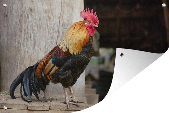 Tuinposters buiten Heldere rode haan bewaakt zijn territorium - 90x60 ...