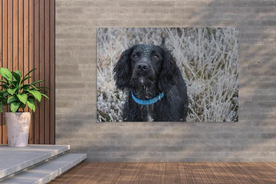 Muurdecoratie Zwarte Engelse cockerspaniël met ijs op zijn neus ...