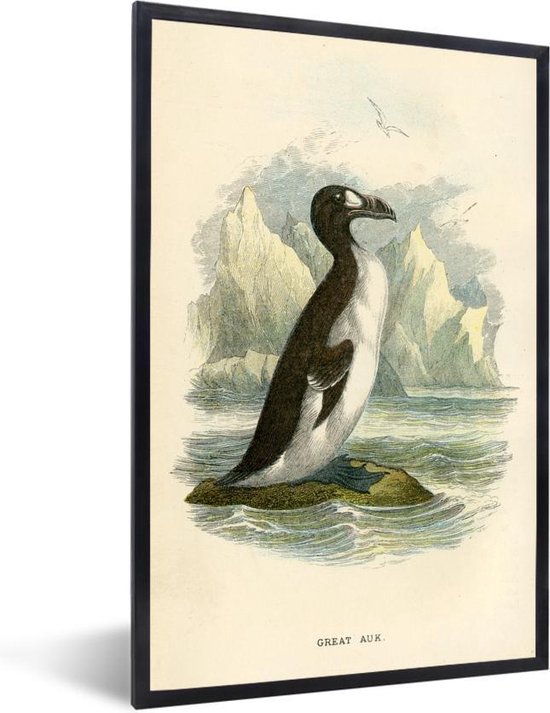 Fotolijst incl. Poster - Gekleurde tekening van de Reuzenalk - 60x90 cm ...