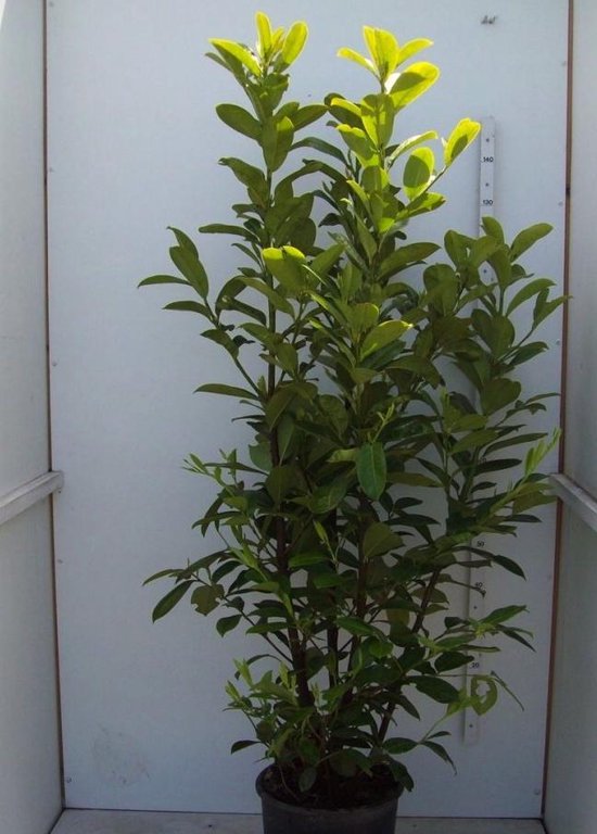 5 stuks | Laurier Novita Pot 175-200 cm | Standplaats: Half-schaduw ...