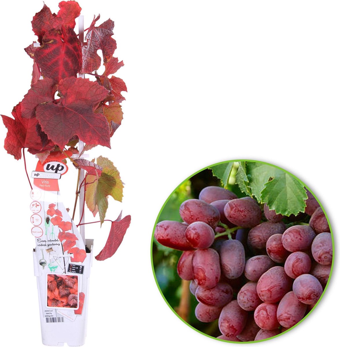 Druif 'Red Ruby' - Winterhard- ↑ 65-75 cm - Pot-Ø 13 cm | bol.com