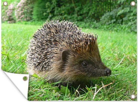 Tuin decoratie Egel in de tuin - 40x30 cm | bol.com