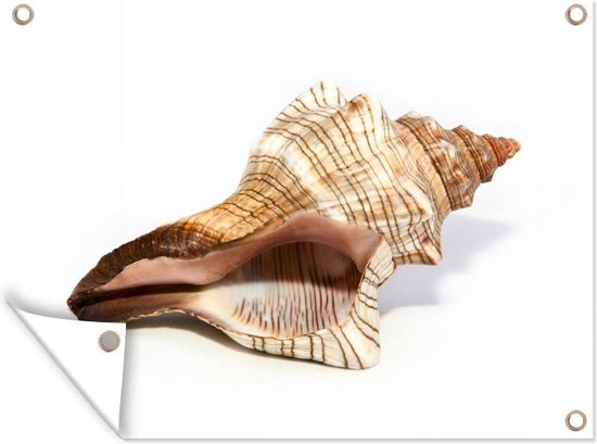Tuin decoratie Schelp - Wit - Zee - 40x30 cm - Tuindoek - Buitenposter ...