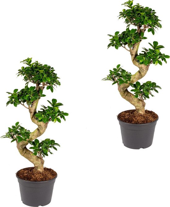 Bonsai boompje | Ficus 'Ginseng' S-vorm per 2 stuks - Kamerplant in ...
