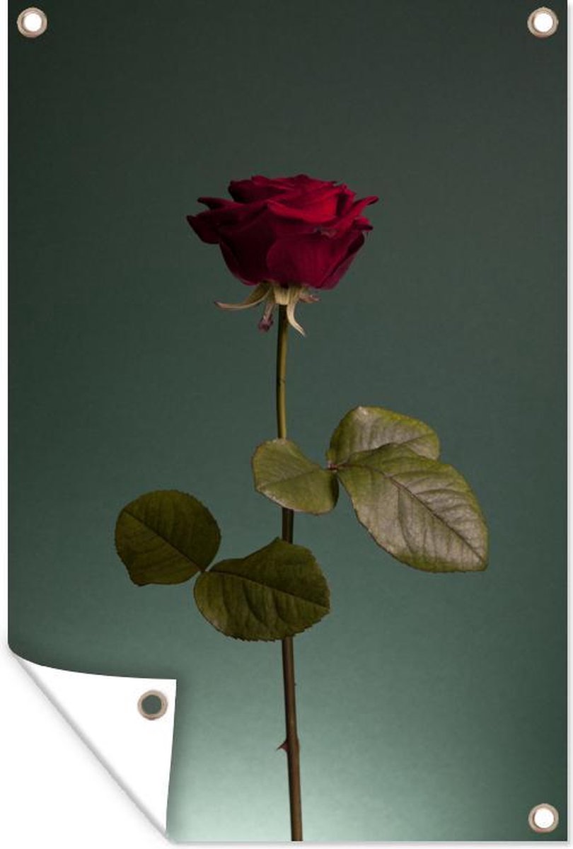 Tuinposter - Tuindoek - Tuinposters buiten - Rozen - Roos - Rood ...