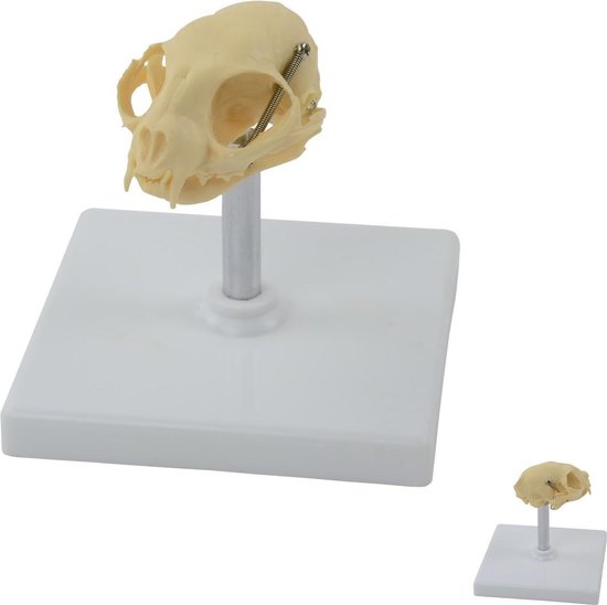 Anatomie model schedel kat, 12x11x12 cm | bol