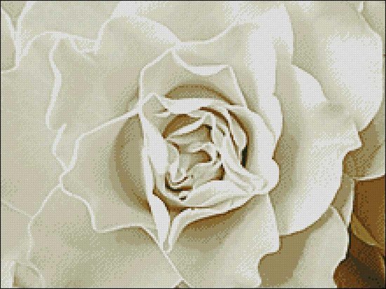 Borduurpakket Witte Roos | bol