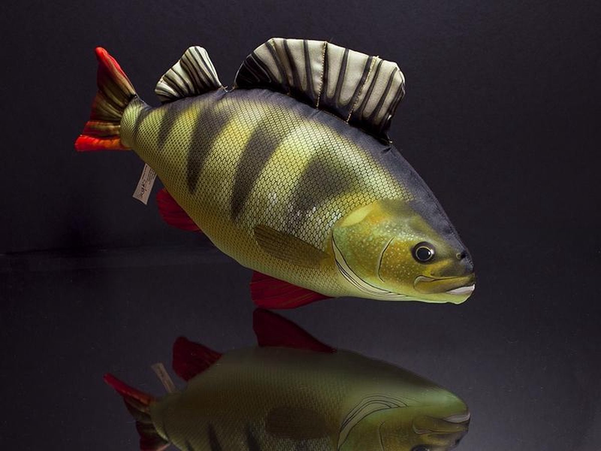 Gaby - Baars Kussen - Oranje - Knuffel | bol.com