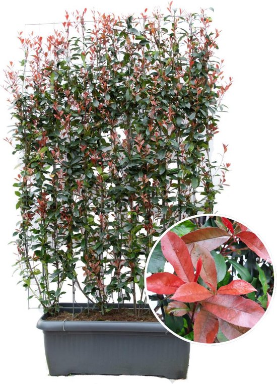 Photinia Fraseri 'Red Robin' - Glansmispel - Kant-en-Klaar Haag - 120 x 180 cm | bol