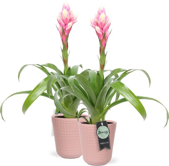 Choice of Green - Bromelia Guzmania Candy in pot Riga 2 stuks - Hoogte ...