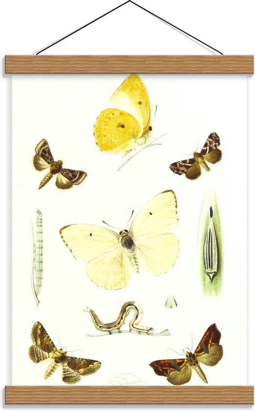 Schoolplaat – Verschillende Vlindertjes - 30x40cm Foto op Textielposter ...