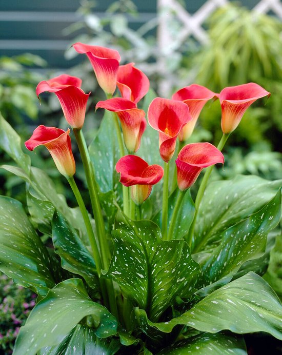 Bulbs by Brenda - Zantedeschia Red Sox 20/22 - 1 stuk - calla lelie ...