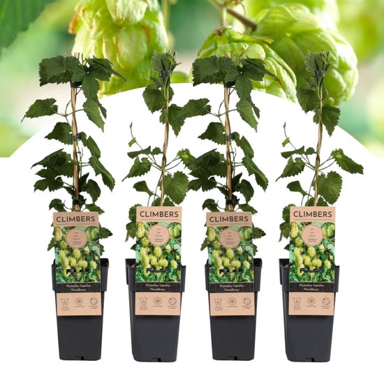 Plant in a Box - Humulus lupulus 'Nordbrau' - 4 Klimplanten ...