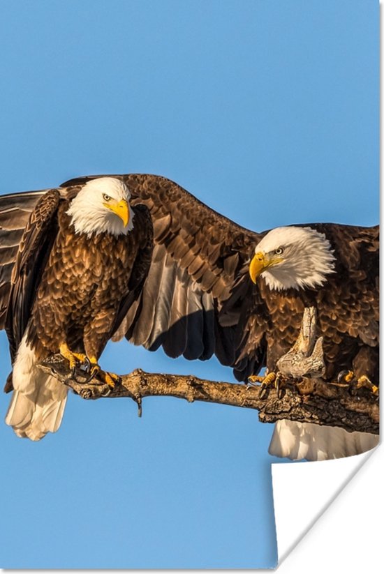 Poster Vogel - Takken - Arend - Roofvogels - Lucht - 20x30 cm | bol
