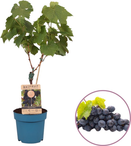 Druivenplant (blauw), Vitis vinifera 'Venus' op stam, hoogte 60-80 cm ...