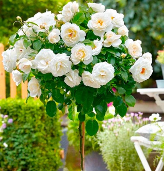 NatureNest - Stamrozen XXL - Rosa - Wit - 3 stuks - 120-140 cm | bol