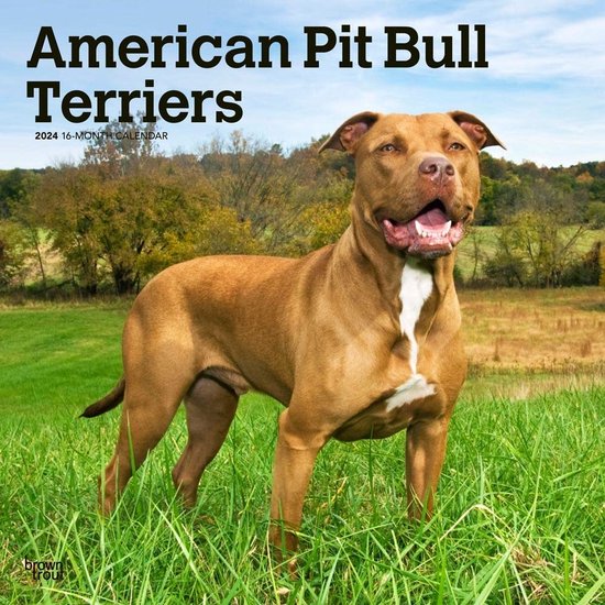 American Pit Bull Terrier Kalender 2024 | bol