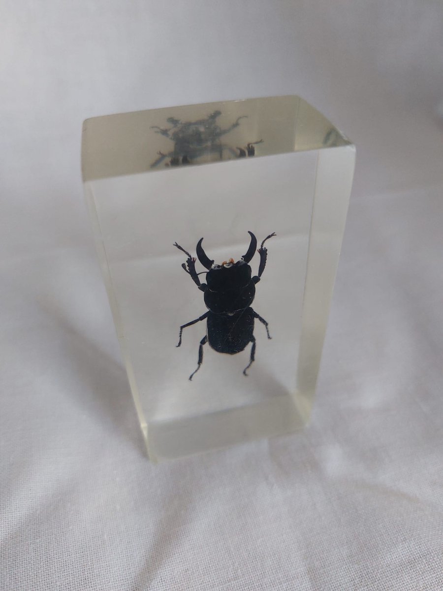 Kunstinsect in Hars - Realistisch Kunstharsobject - 8 x 4 cm - Nep ...